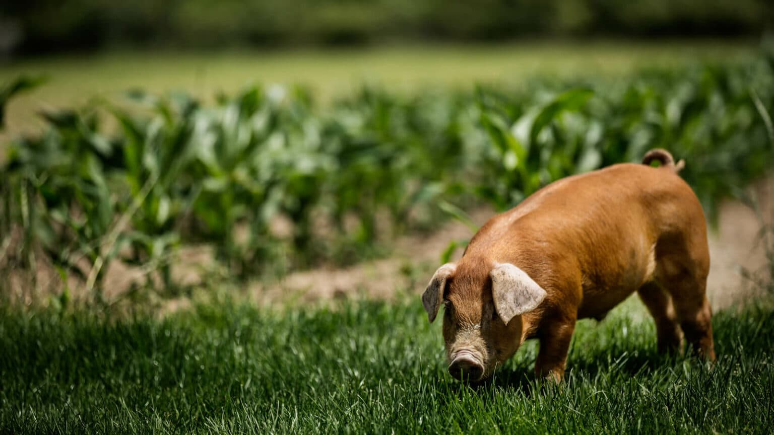 Pig Farming in Kenya: The Ultimate Guide