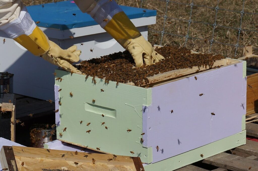 The untapped Potential of Bee Keeping in Kenya