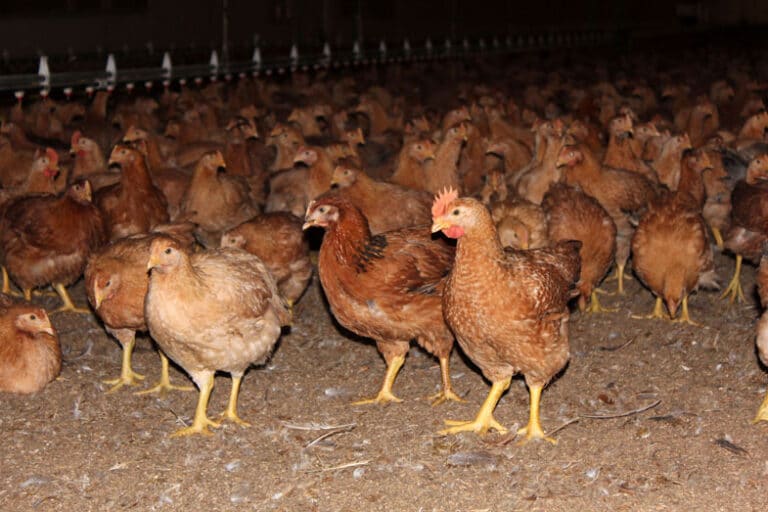 Poultry Farming in Kenya 2020