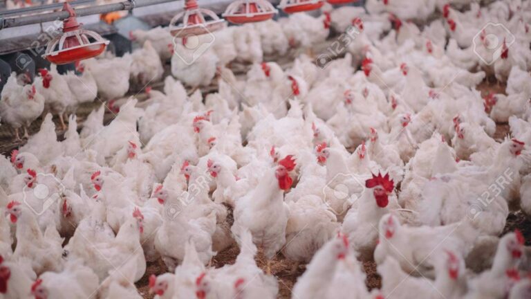 Poultry Farming in Kenya 2020